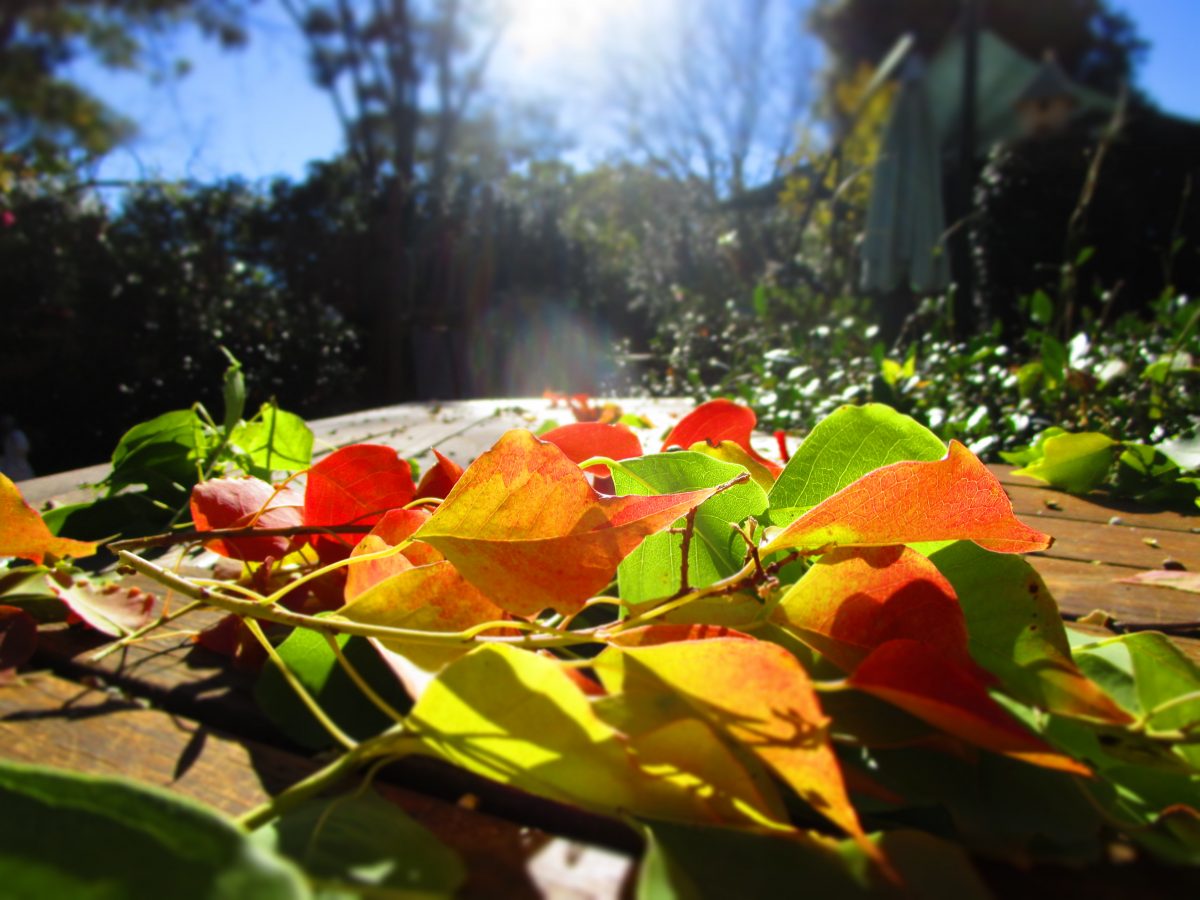 Pymble-Turramurra Pre-School